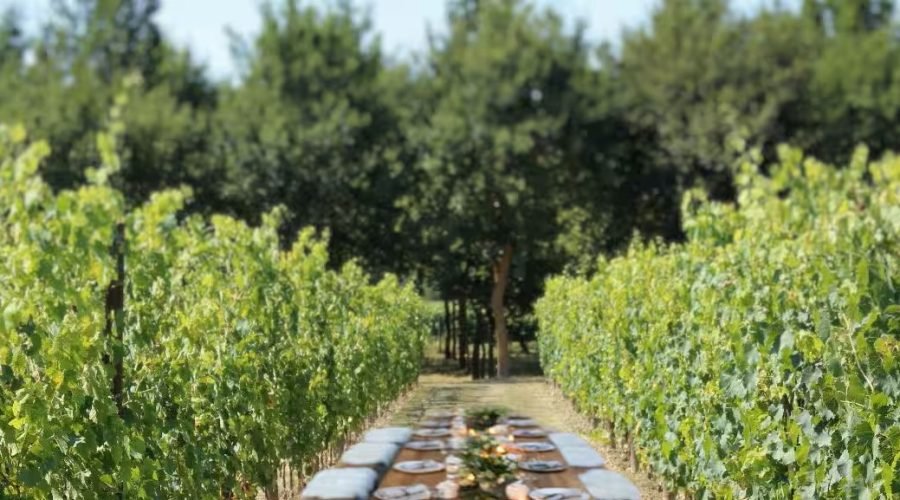 A Day of Wine & Dine in the Heart of Salento - Nancy Aiello Tours